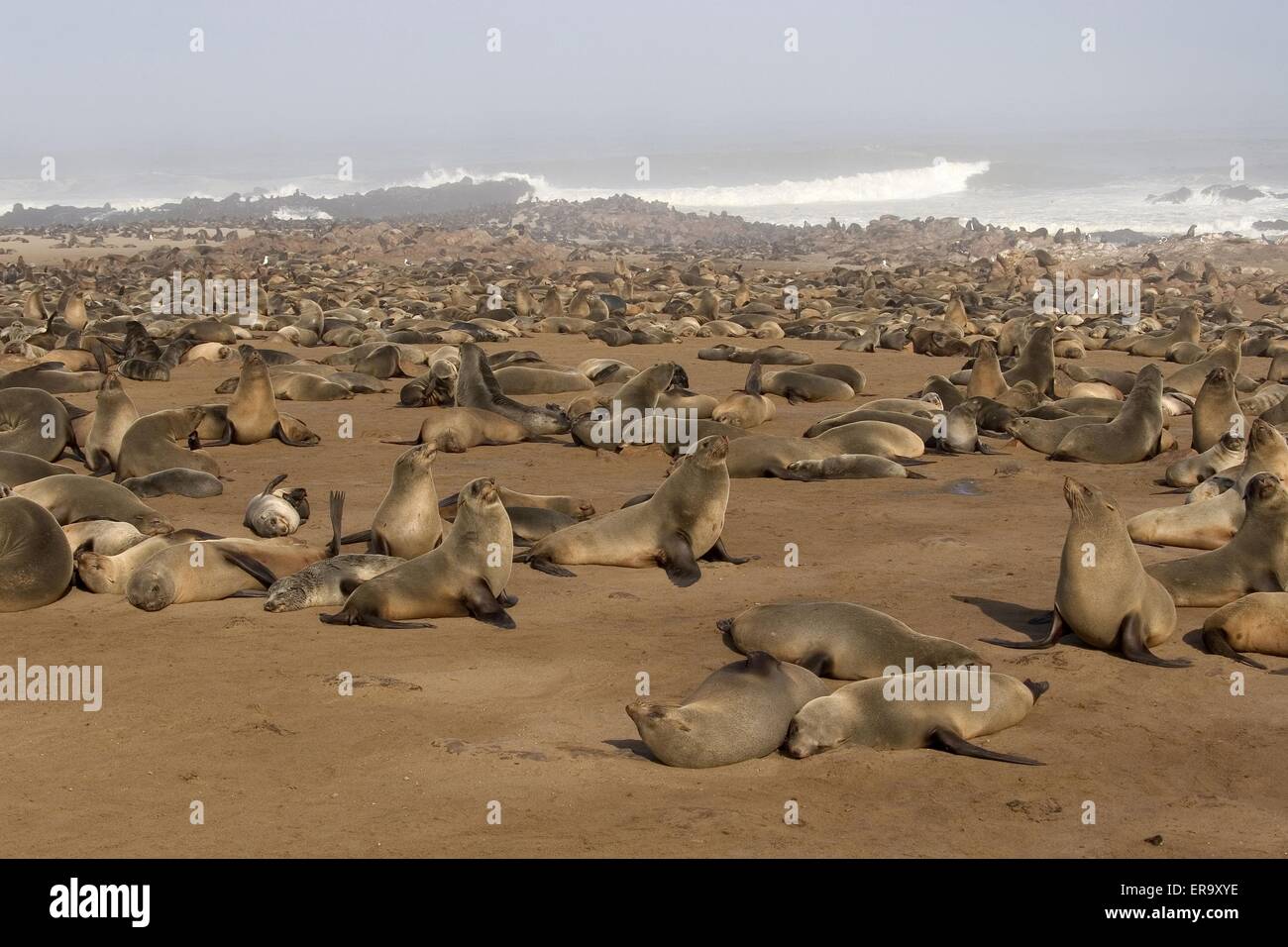 Colonies of seals hi-res stock photography and images - Alamy