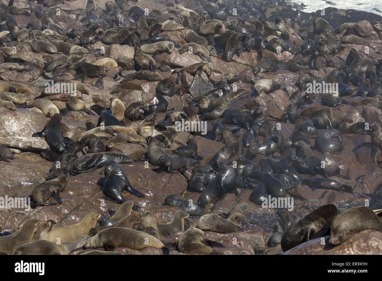 Colonies of seals hi-res stock photography and images - Alamy