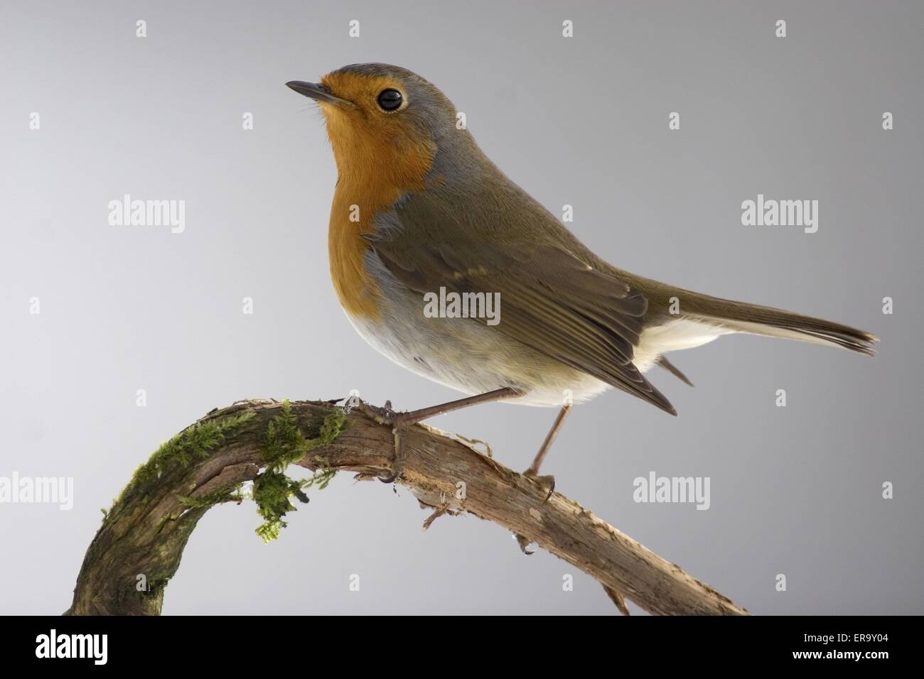 Side profile of robin hi-res stock photography and images - Alamy