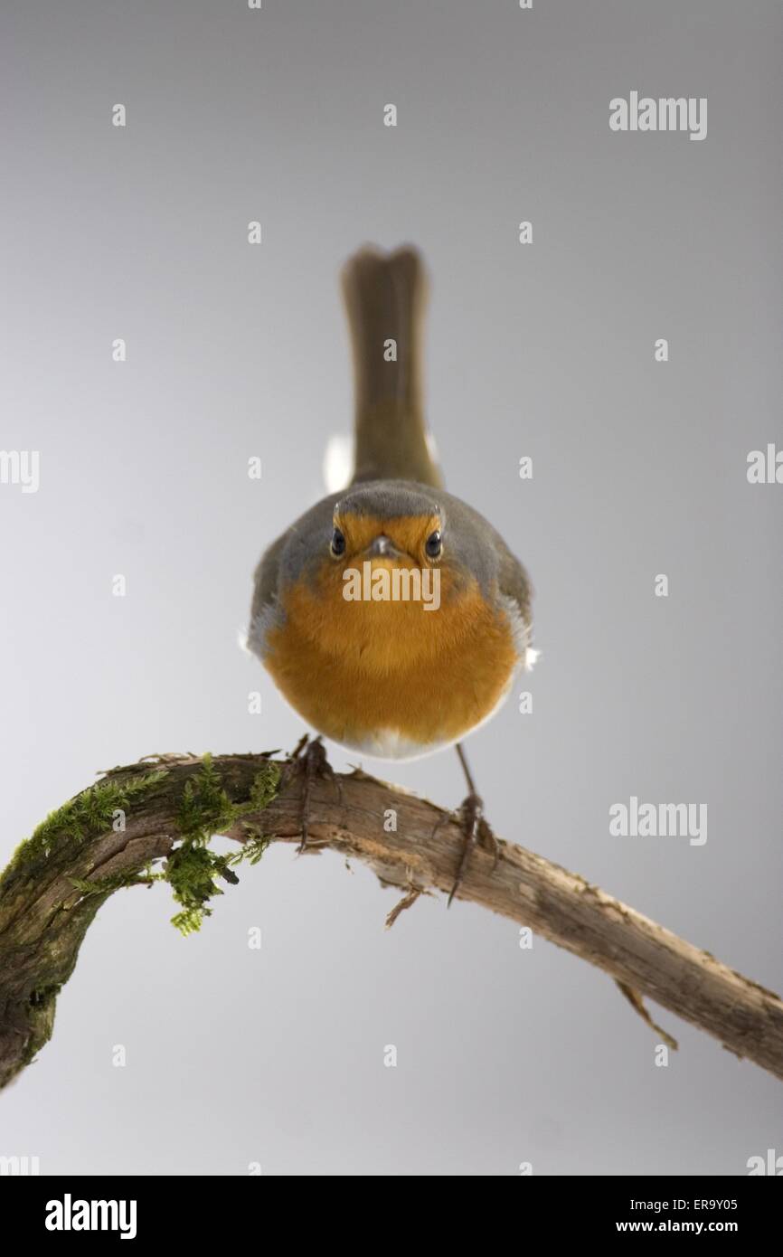 Robins eye hi-res stock photography and images - Alamy