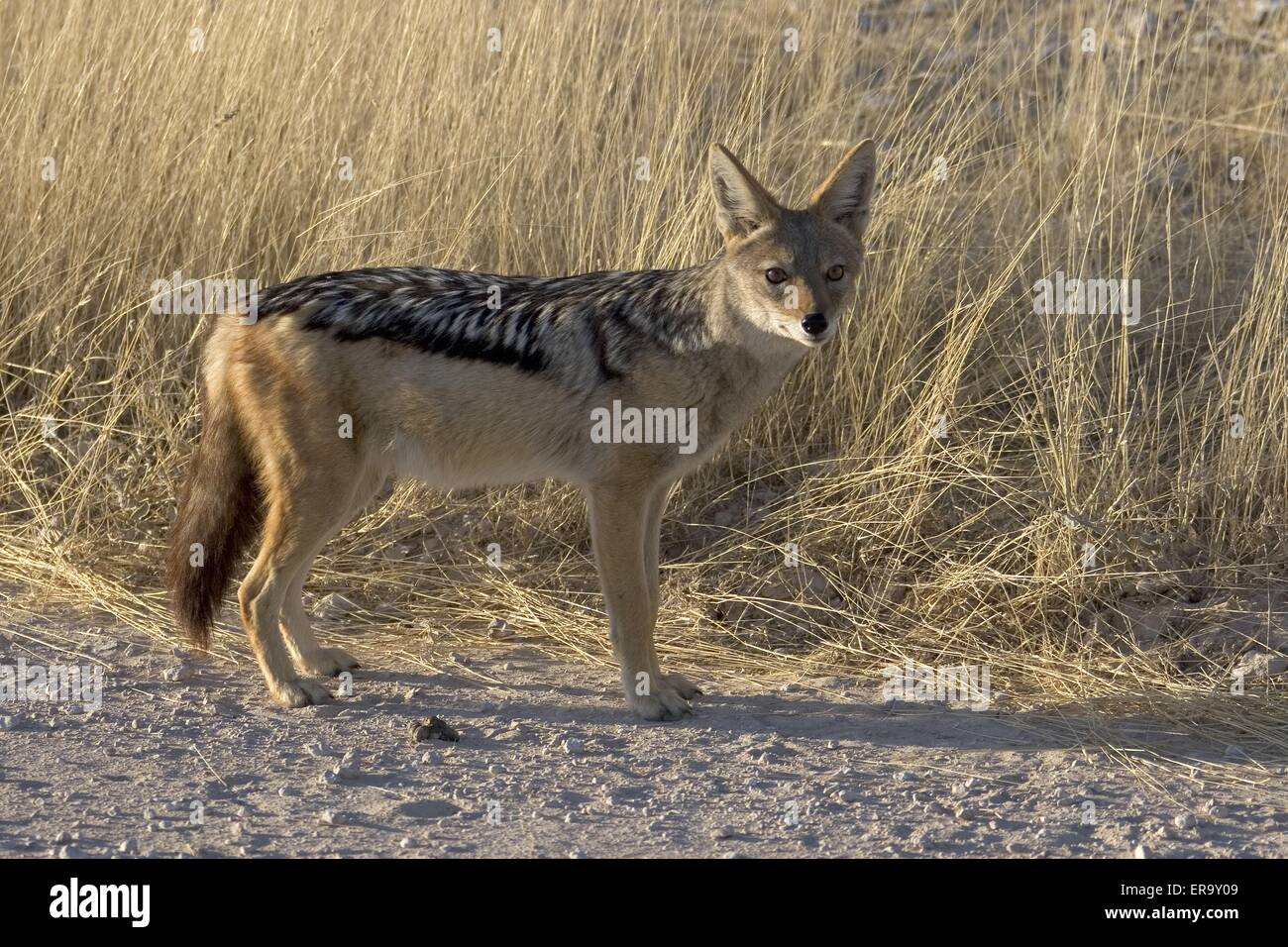 Jackal hi-res stock photography and images - Alamy