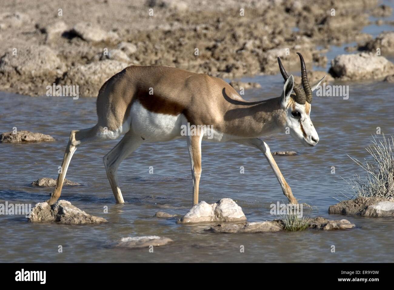 Springbok antelopes waterhole etosha hi-res stock photography and ...