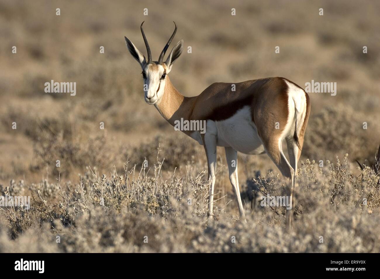 Single springbok hi-res stock photography and images - Alamy