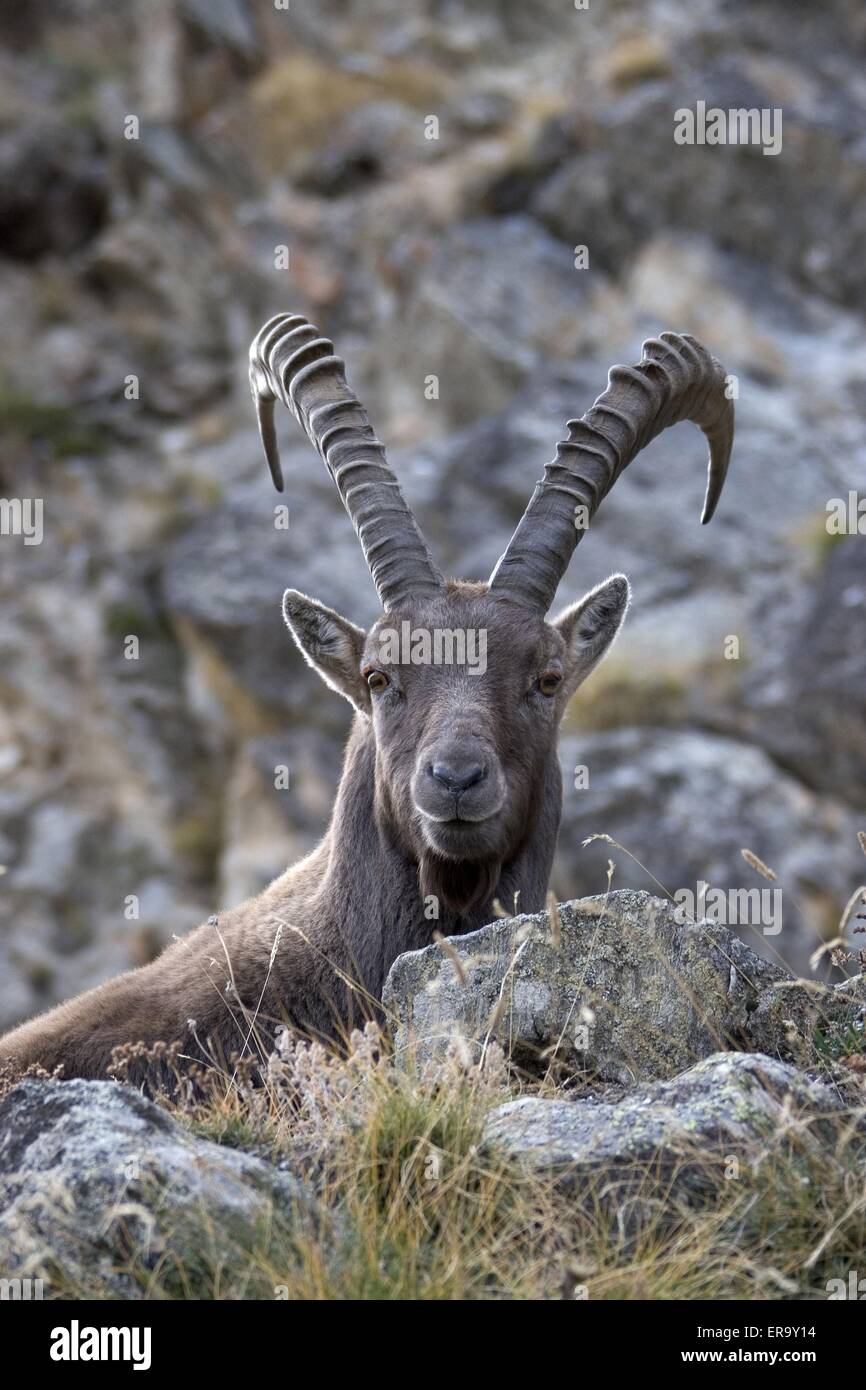 Heads of ibex hi-res stock photography and images - Alamy