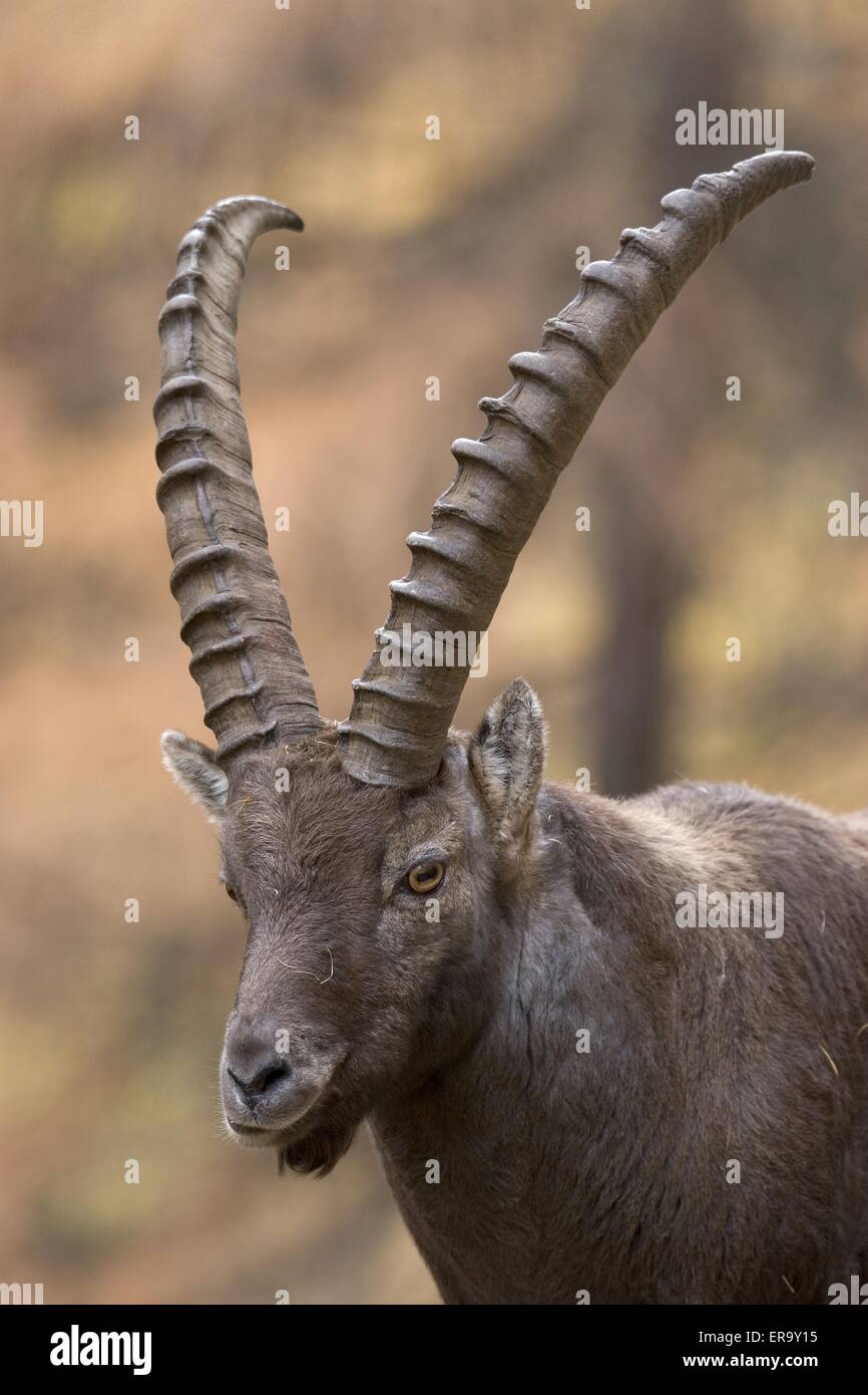 Heads of ibex hi-res stock photography and images - Alamy