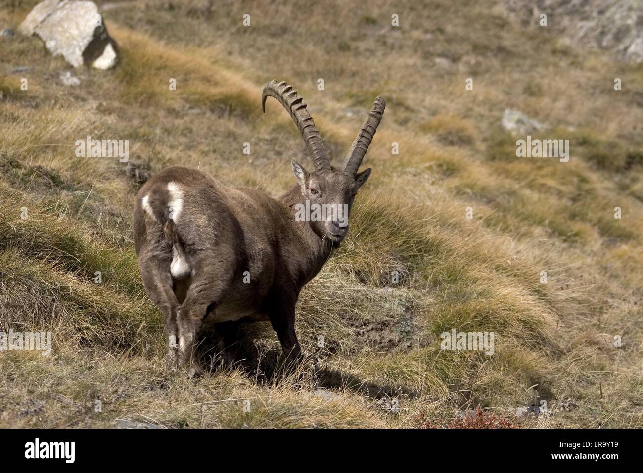 Capra ibex back hi-res stock photography and images - Alamy