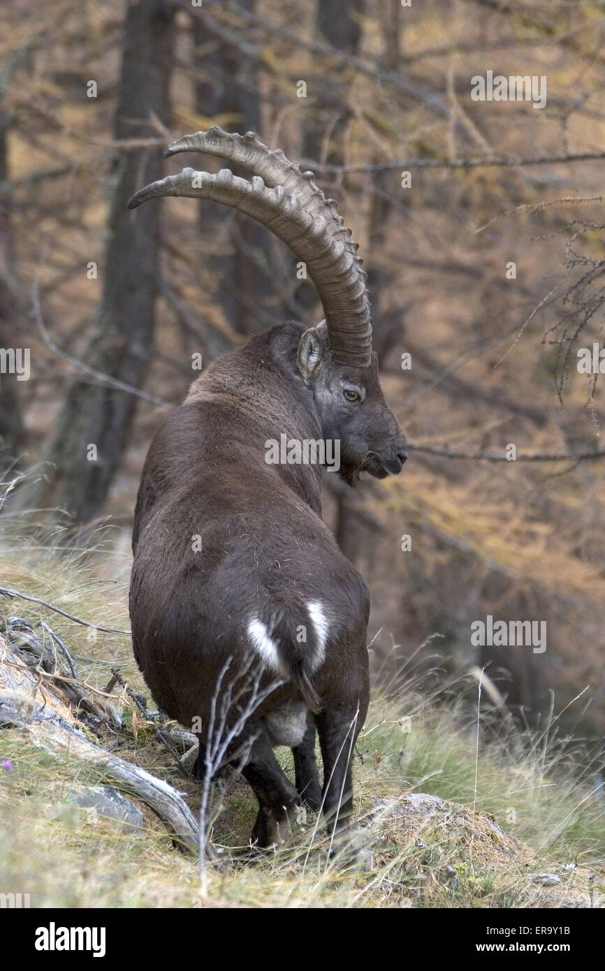Alp ibexes hi-res stock photography and images - Alamy