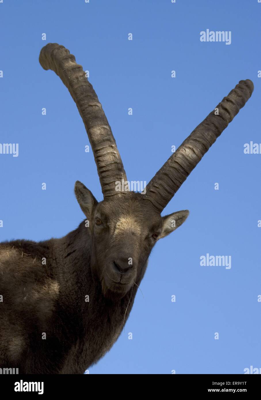 Ibex eye hi-res stock photography and images - Alamy