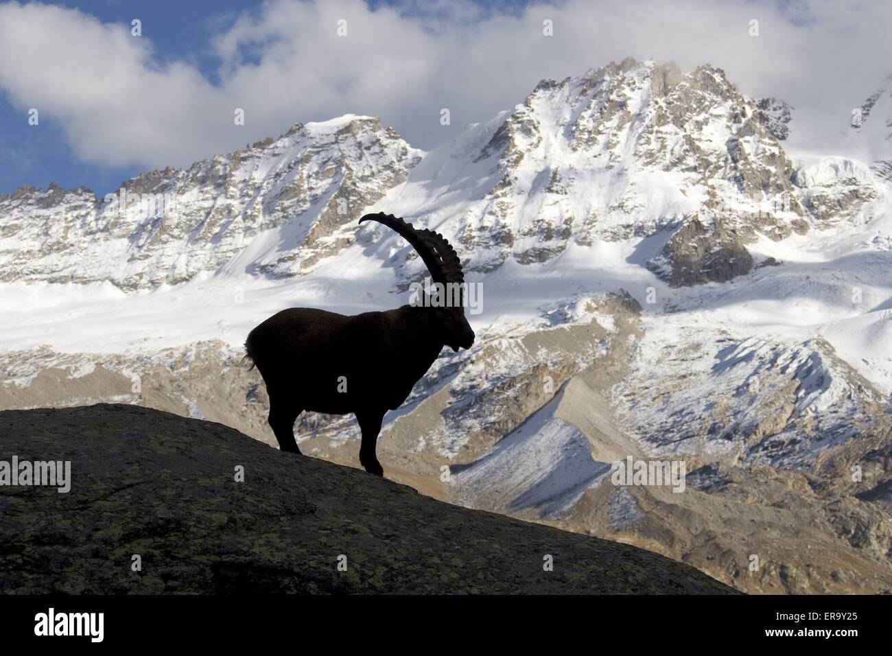 Alp ibexes hi-res stock photography and images - Alamy