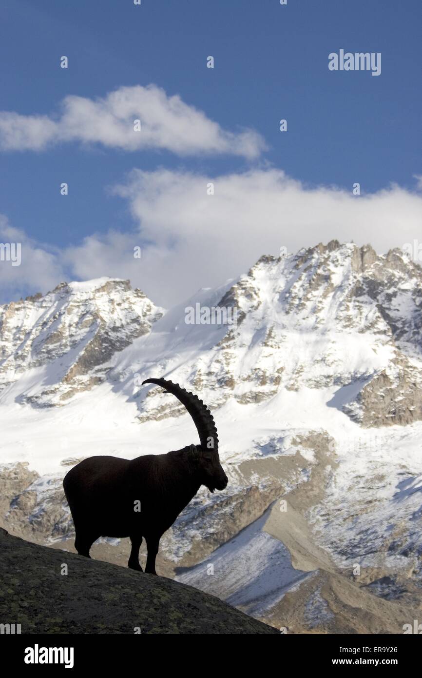 Alp ibexes hi-res stock photography and images - Alamy