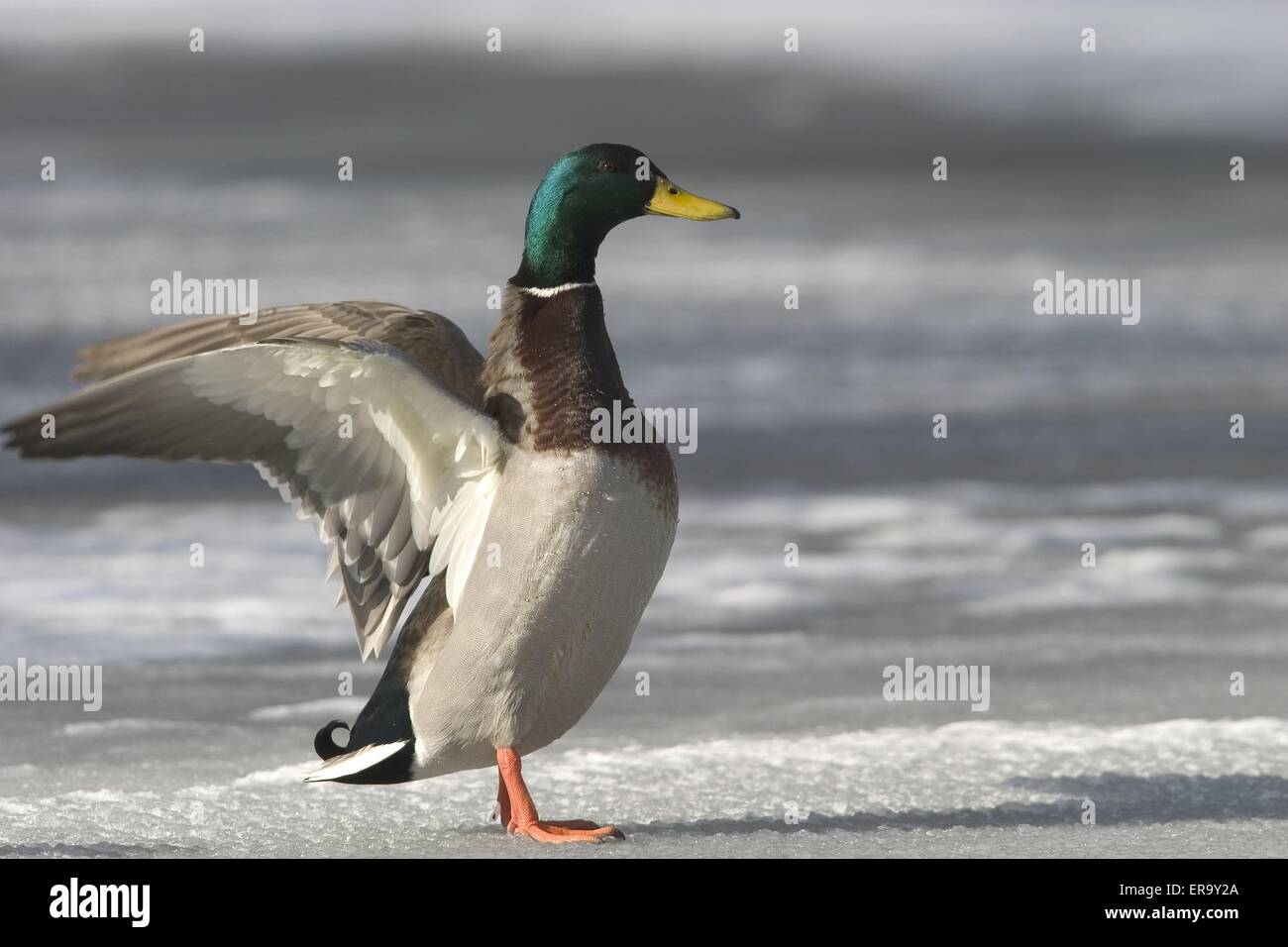 duck with open wings Stock Photo - Alamy