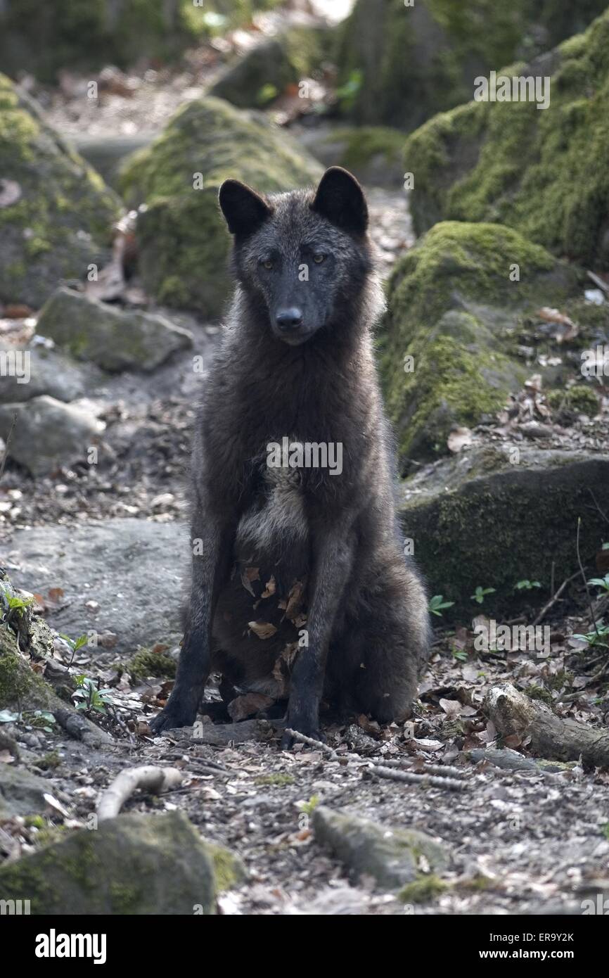 Wolf sitting hi-res stock photography and images - Alamy