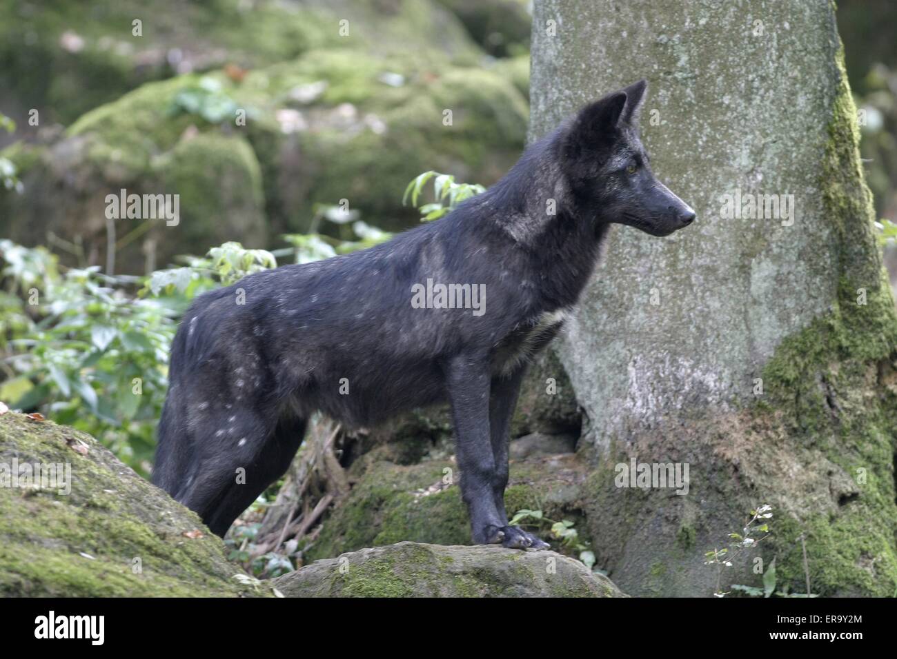 Black wolf standing hi-res stock photography and images - Alamy