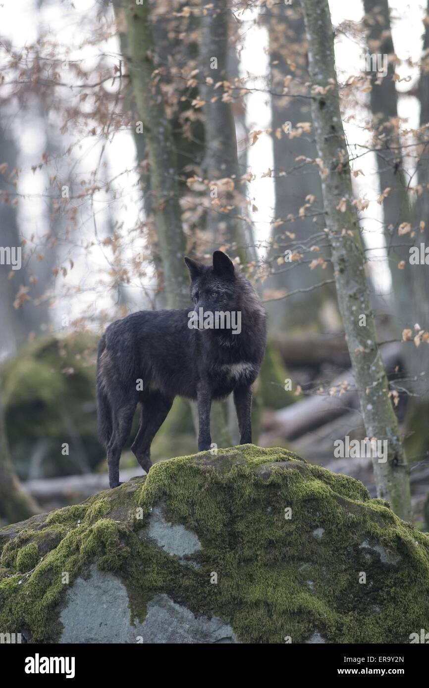 Gray wolf standing lateral hi-res stock photography and images - Alamy