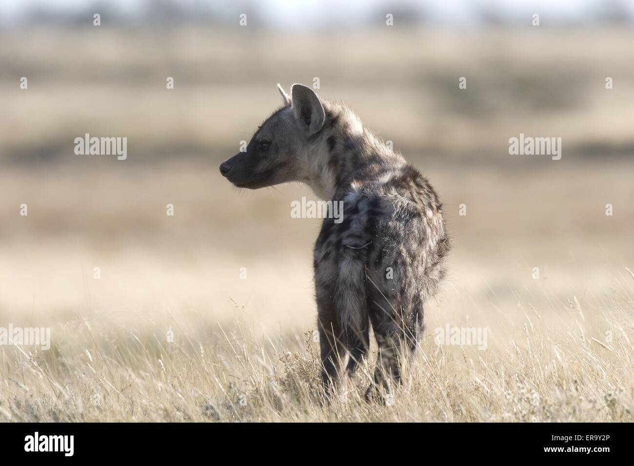African hyena single hi-res stock photography and images - Alamy
