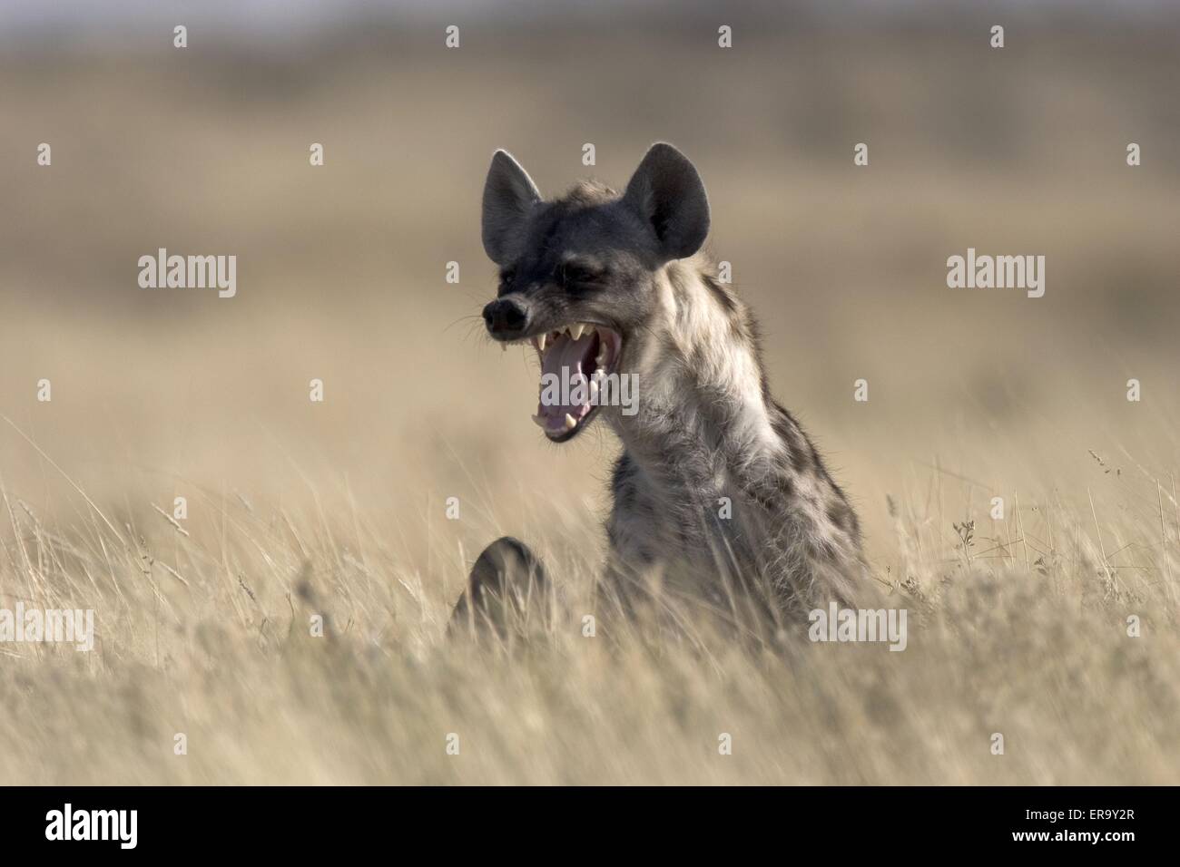 Spotted Hyena Crocuta Crocuta Snarling Stock Photos & Spotted Hyena ...