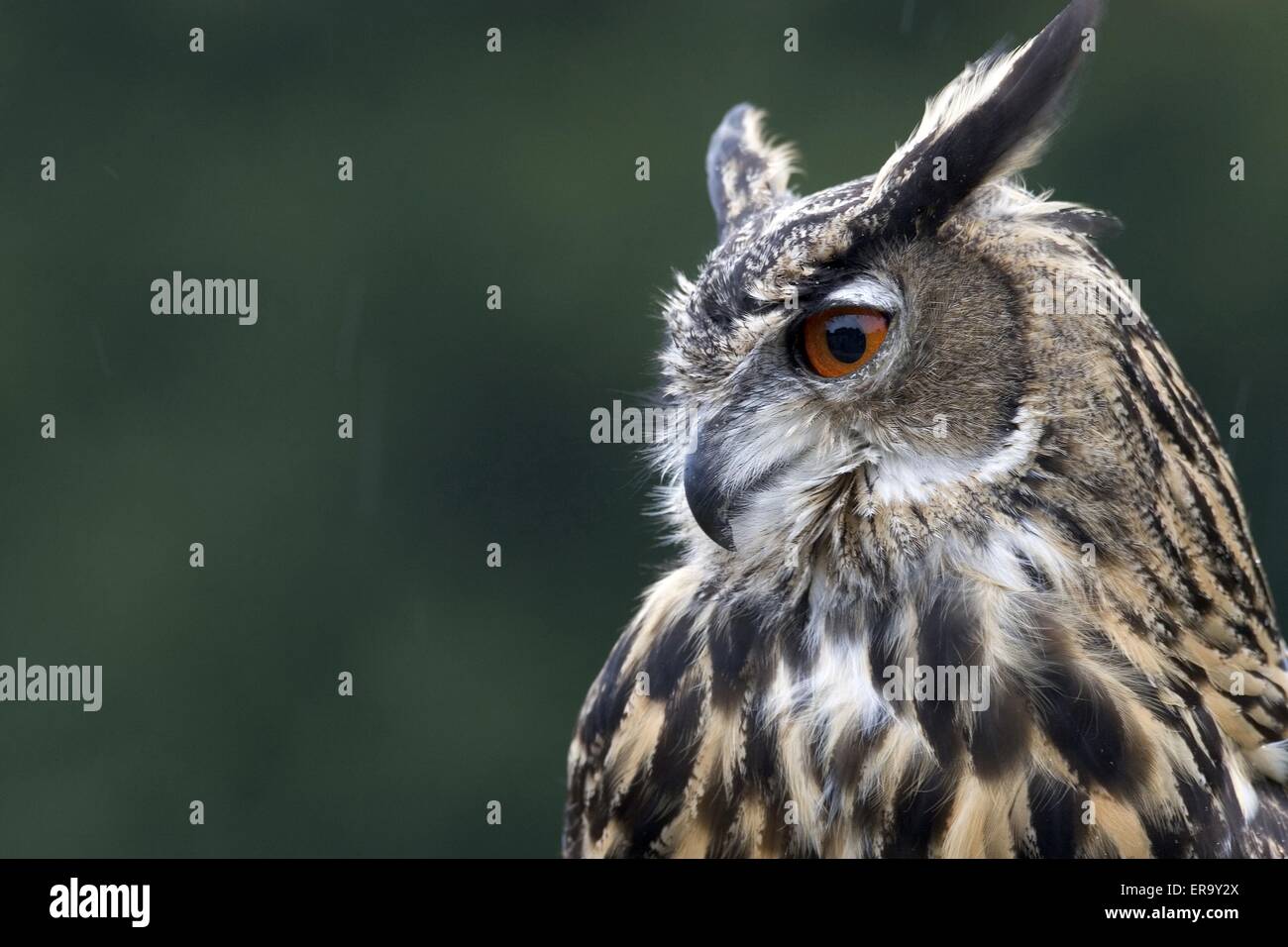 Owl landscape portrait hi-res stock photography and images - Alamy