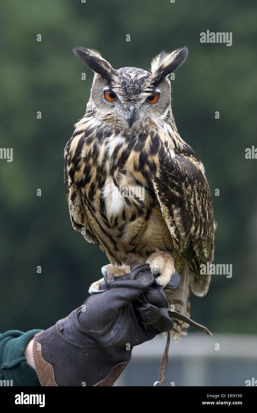 Owl on hand hi-res stock photography and images - Alamy