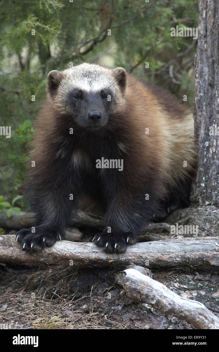 Wolverine animal with prey hi-res stock photography and images - Alamy