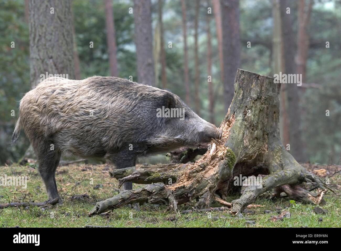 Pig trunks hi-res stock photography and images - Alamy