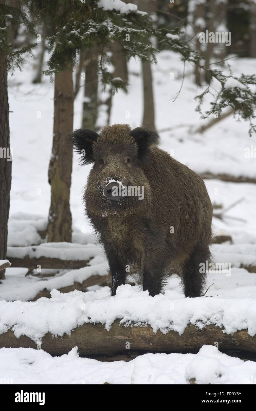 Pig trunks hi-res stock photography and images - Alamy