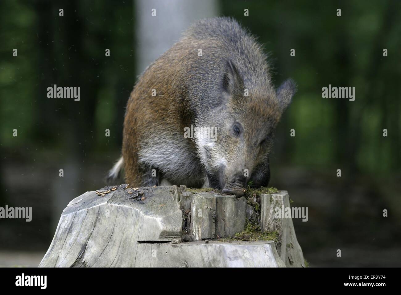 Pig trunk hi-res stock photography and images - Alamy