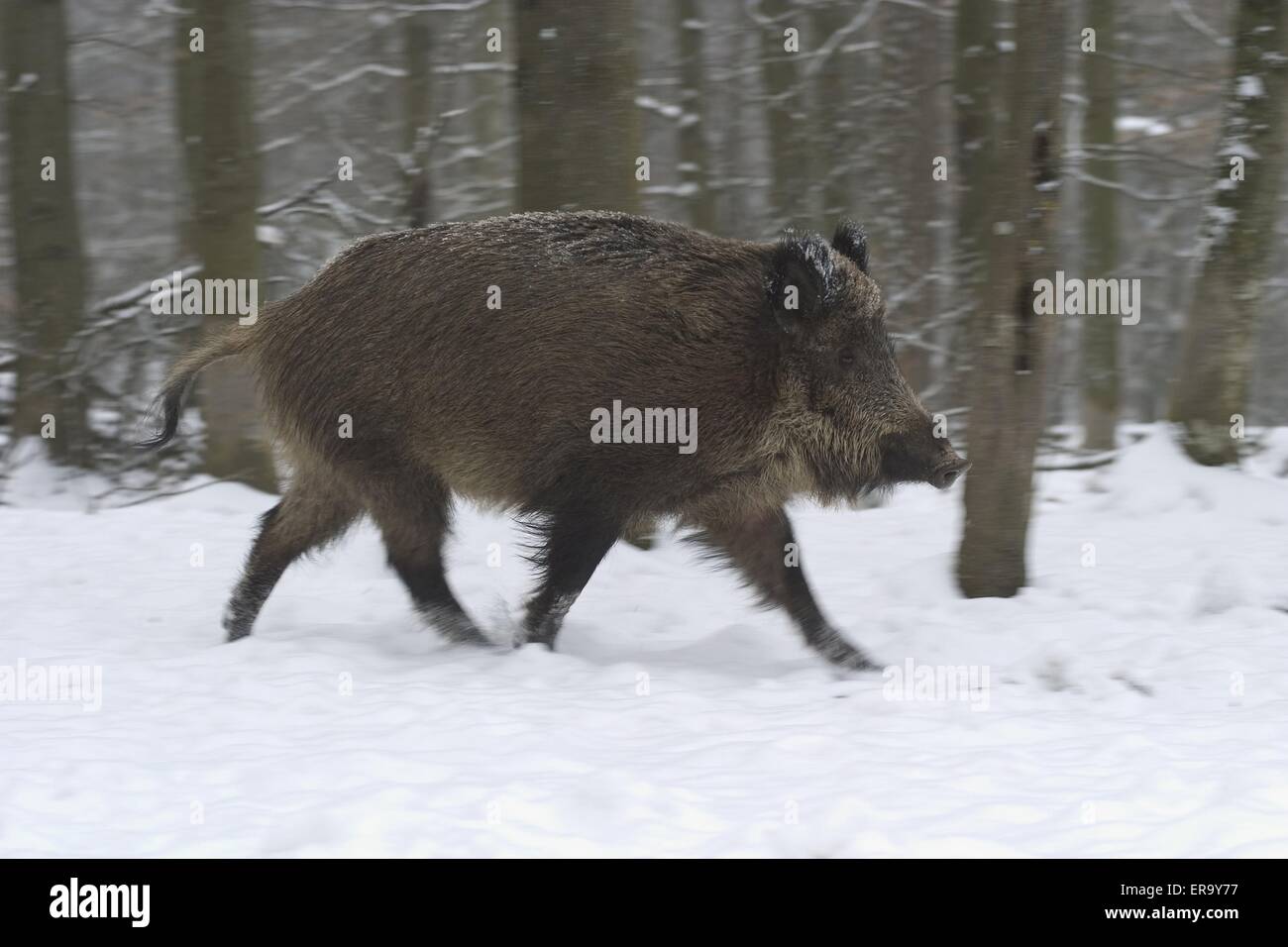 Motion pig hi-res stock photography and images - Alamy