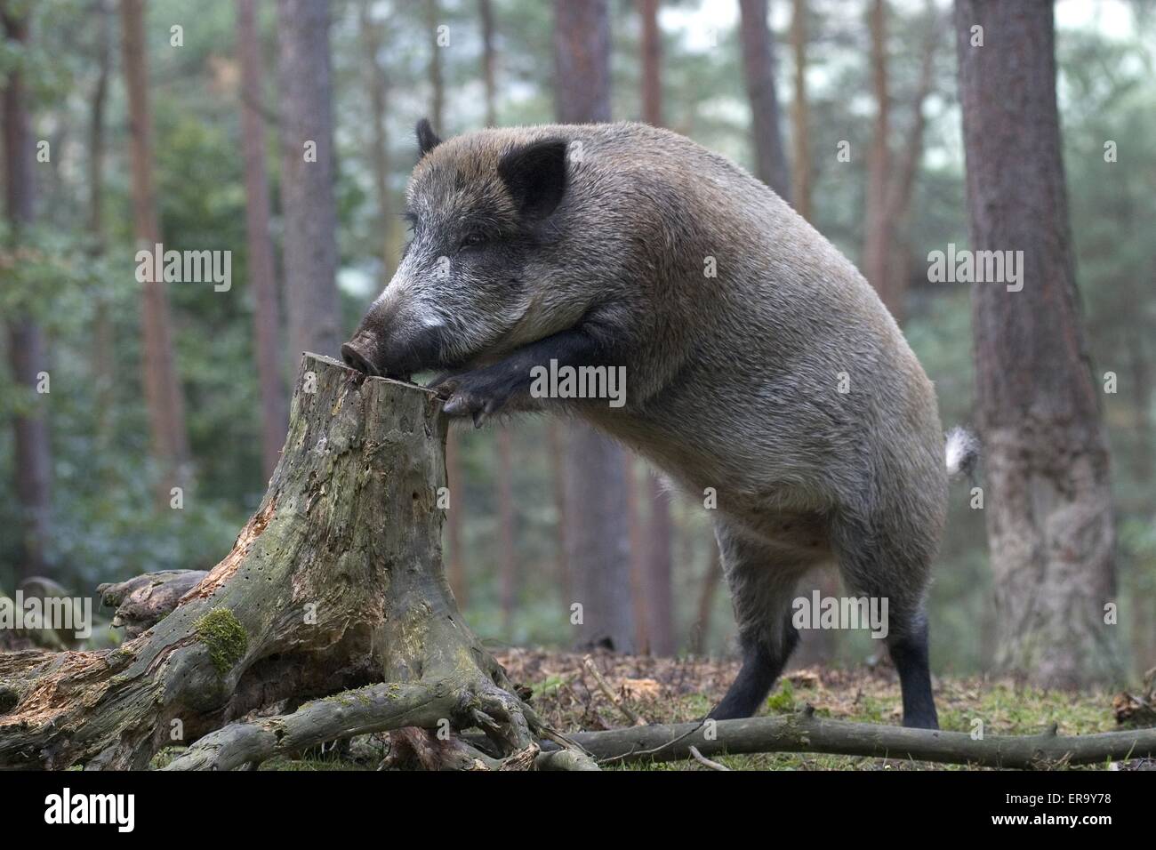 Pig trunks hi-res stock photography and images - Alamy