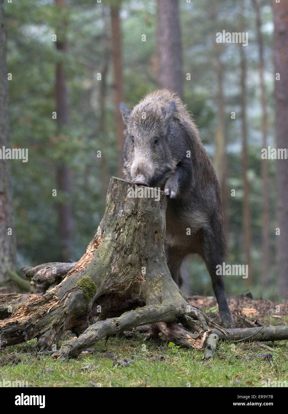 Pig trunks hi-res stock photography and images - Alamy