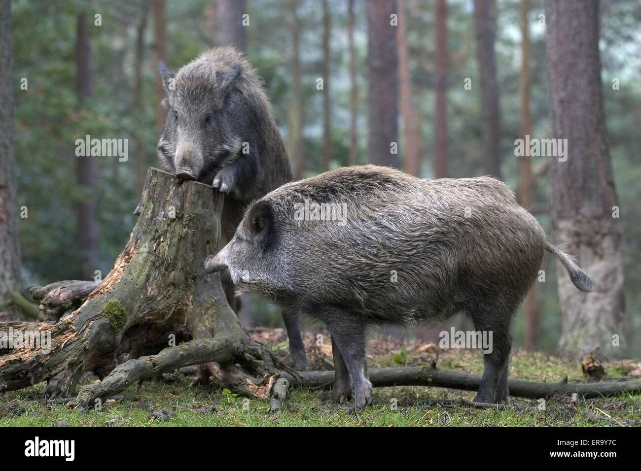 Pig Trunk High Resolution Stock Photography and Images - Alamy