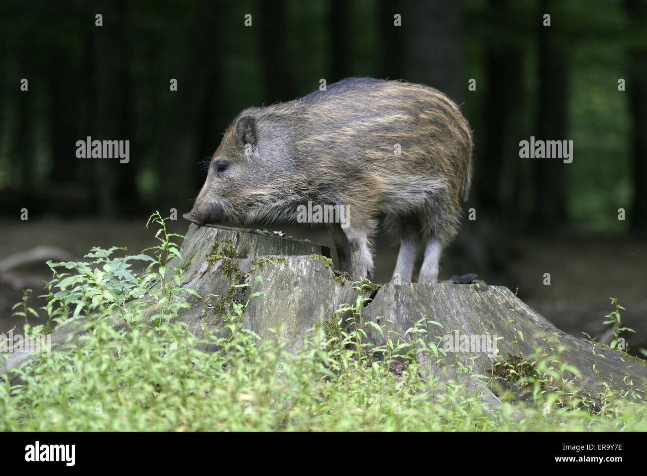 Striped pig hi-res stock photography and images - Alamy
