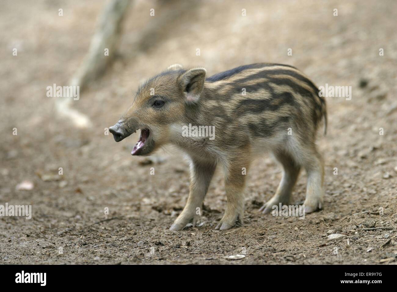 Pig squeal hi-res stock photography and images - Alamy