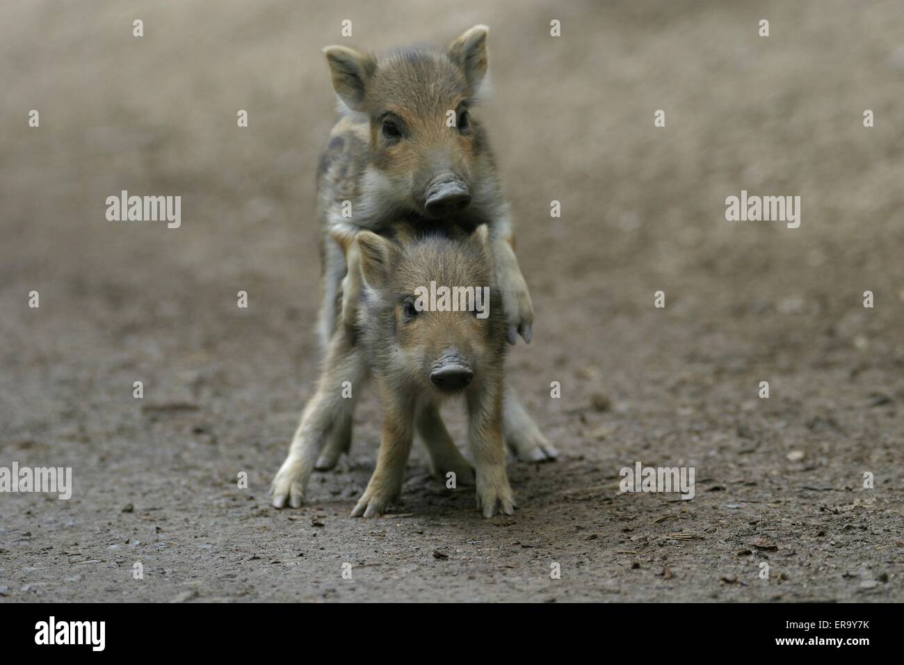 Striped pig hi-res stock photography and images - Alamy