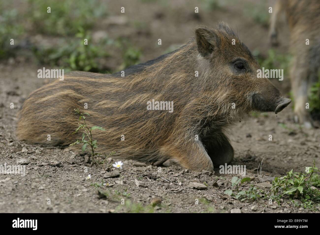 Striped pig hi-res stock photography and images - Alamy
