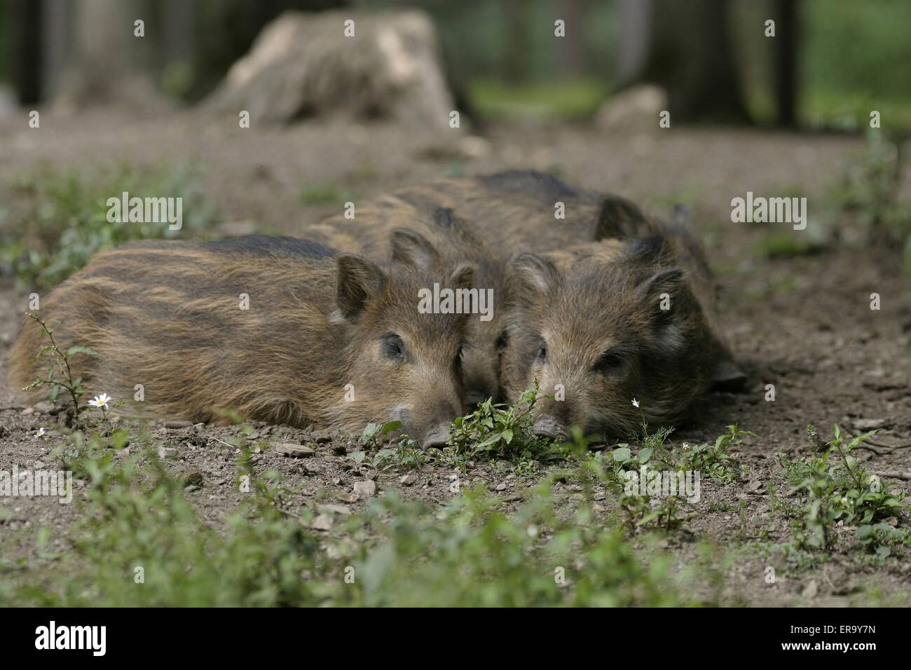 Wild herd of hogs hi-res stock photography and images - Alamy