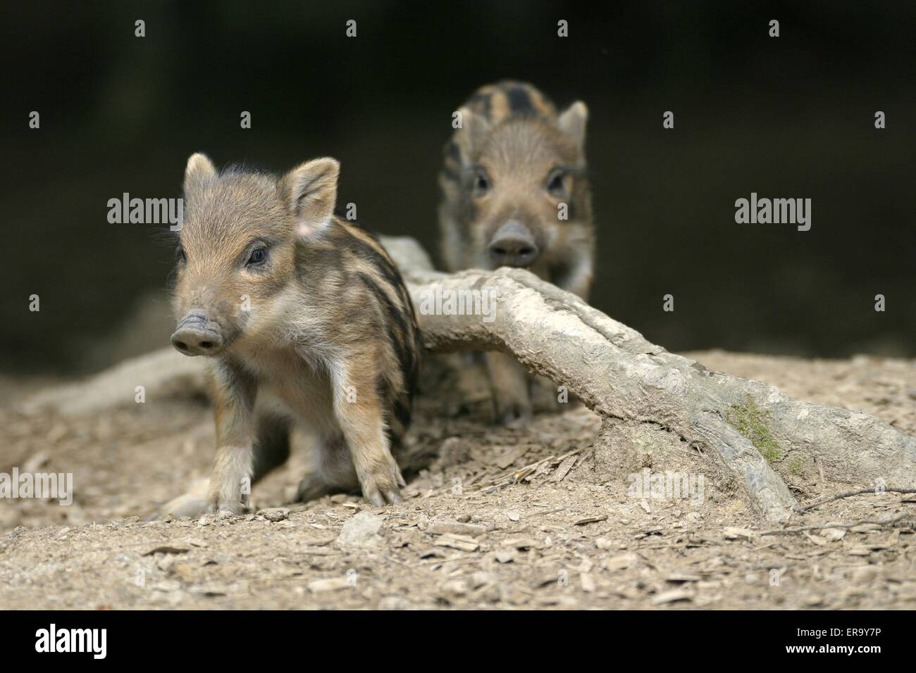 Earth pig hi-res stock photography and images - Alamy