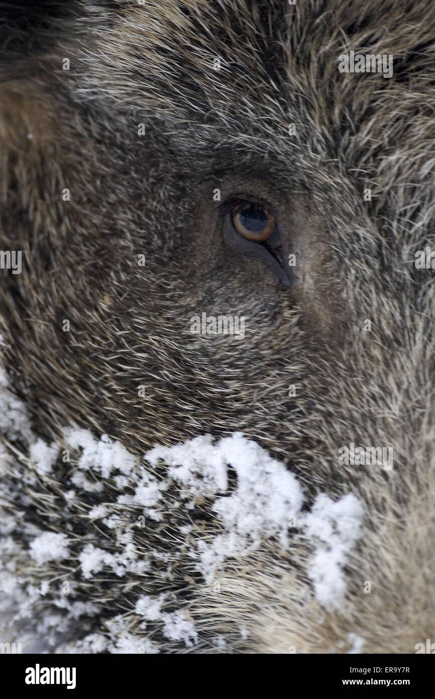 Boar eyes hi-res stock photography and images - Alamy