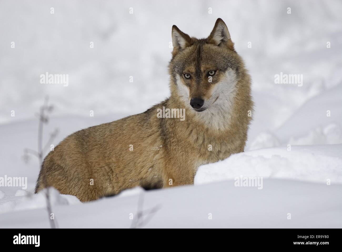 Wolf In Snow High Resolution Stock Photography and Images - Alamy