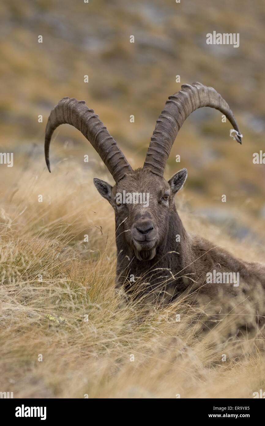Ibex eye hi-res stock photography and images - Alamy