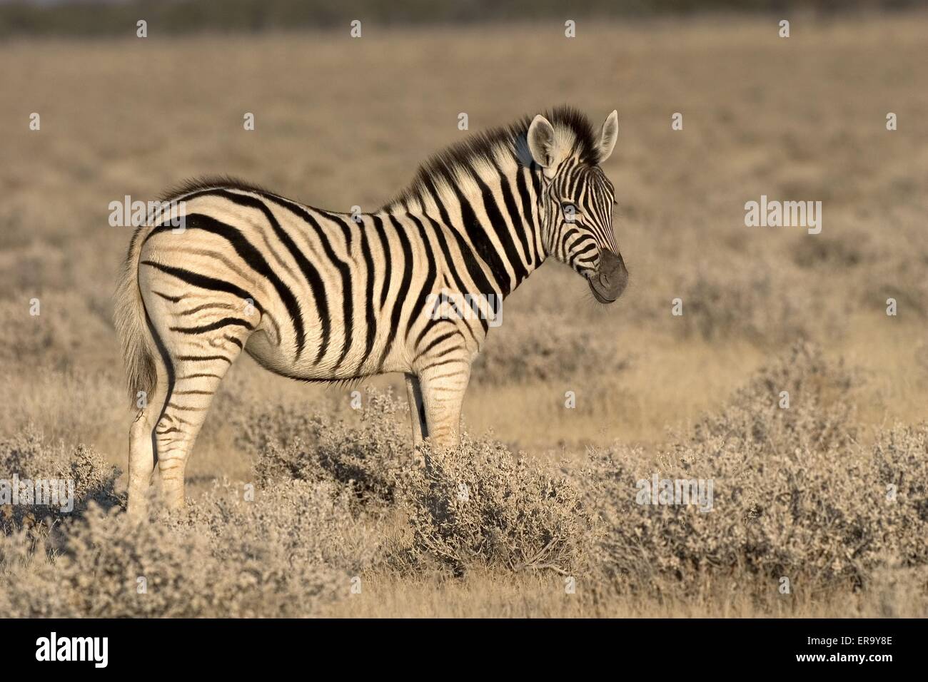 Zebra horizontal hi-res stock photography and images - Alamy