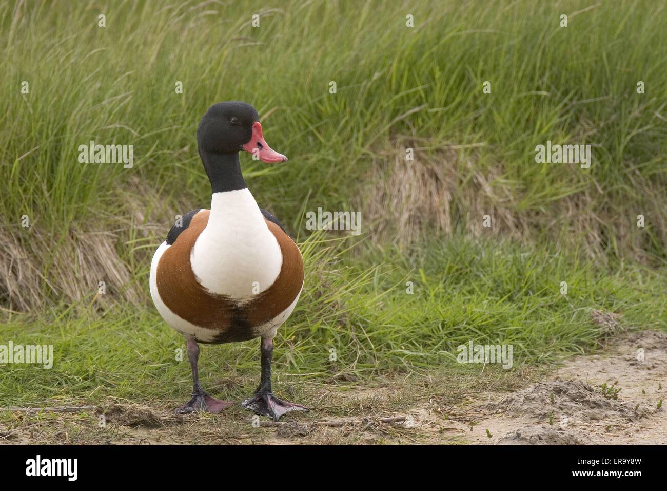 Common sheldrake hi-res stock photography and images - Alamy