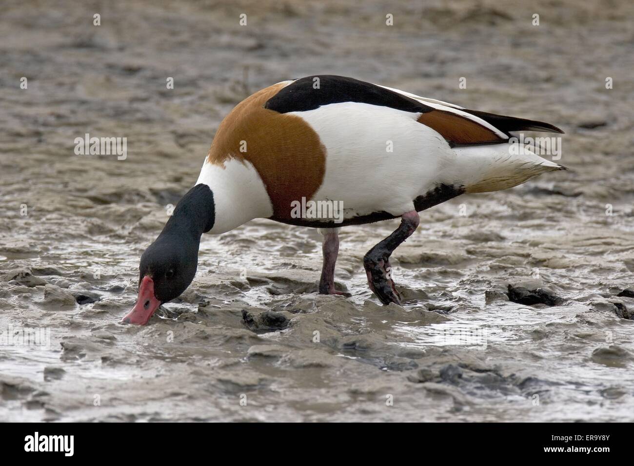 Common sheldrake hi-res stock photography and images - Alamy