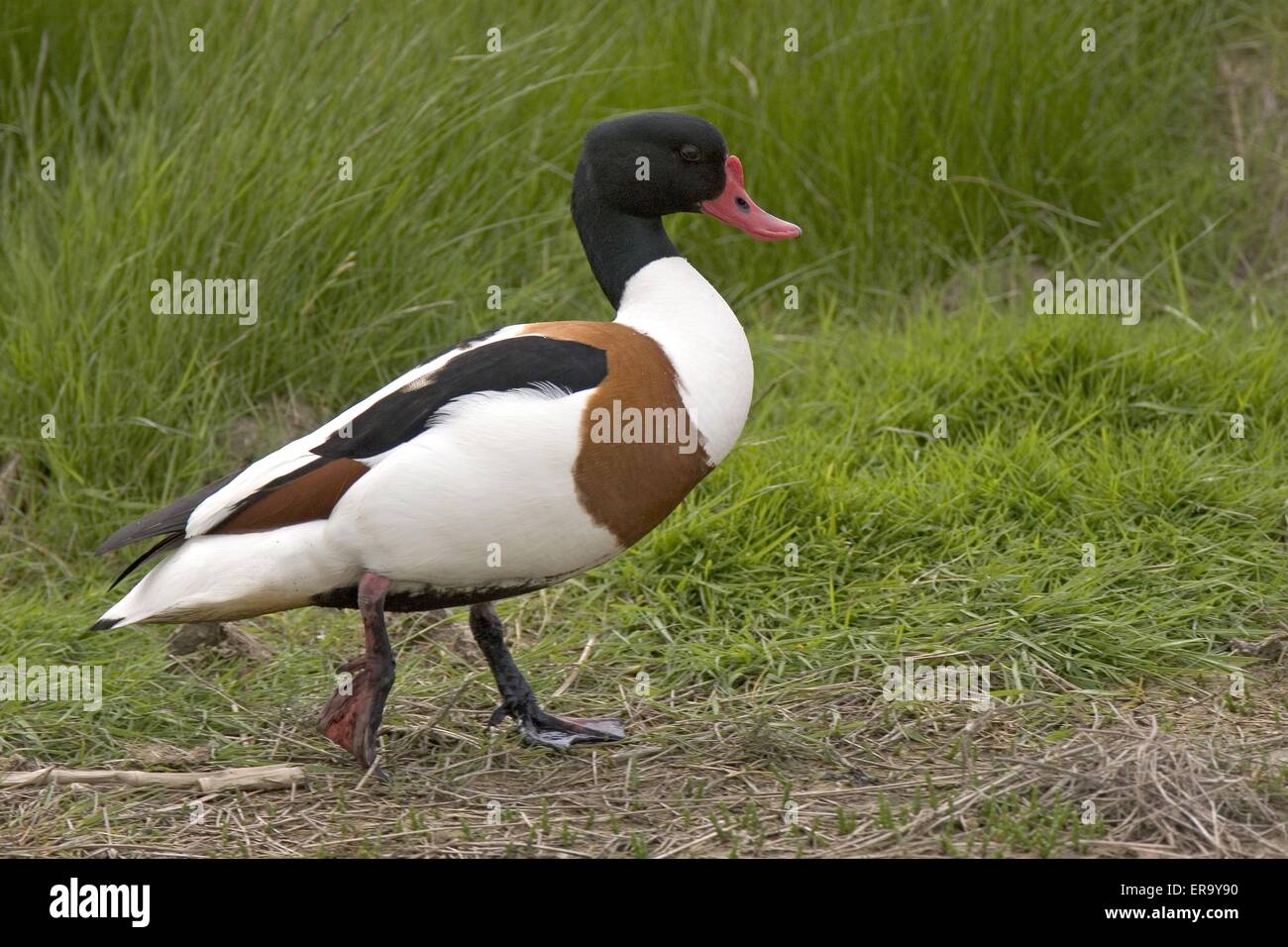 Common sheldrake hi-res stock photography and images - Alamy