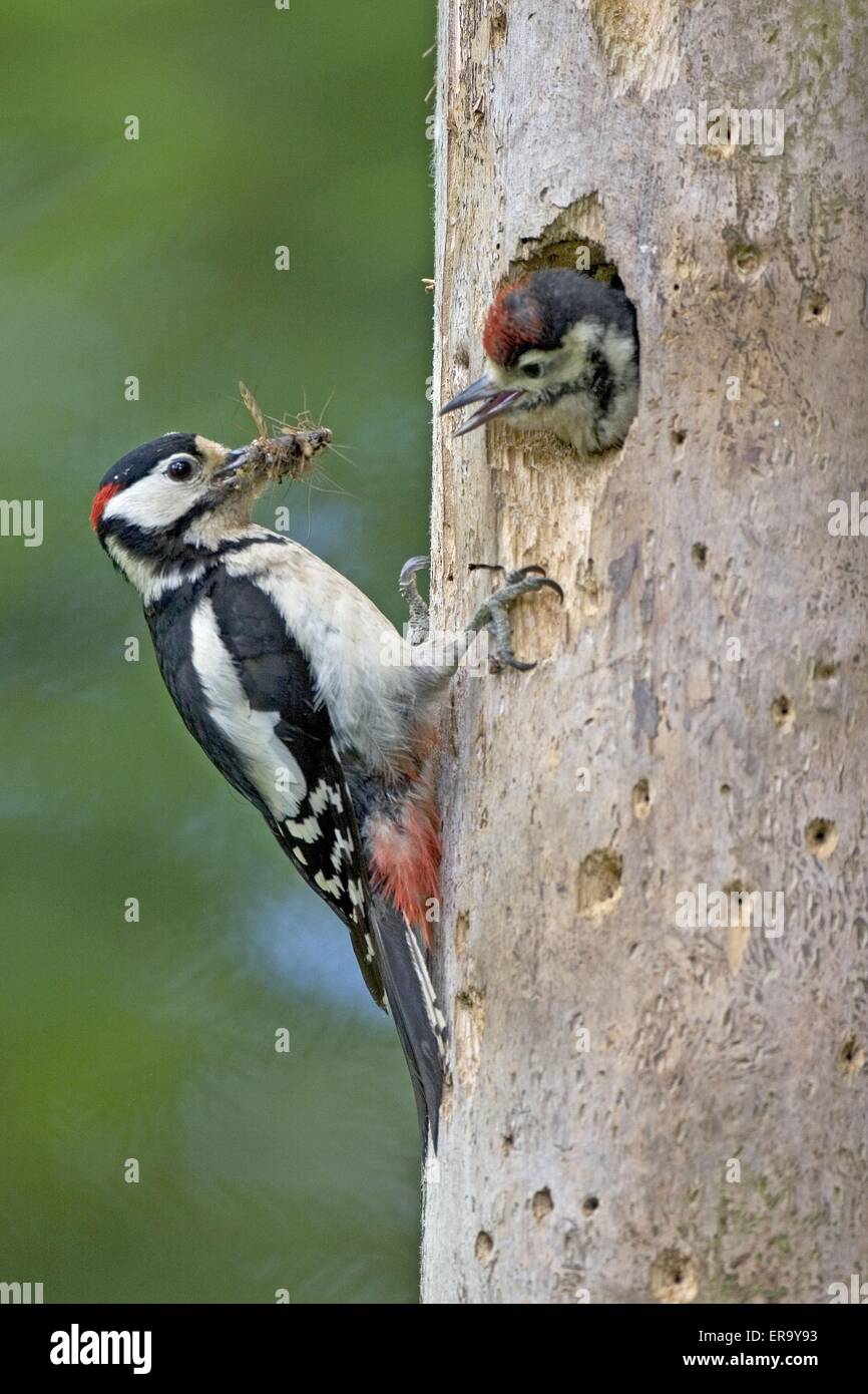Fledgling great spotted woodpecker hi-res stock photography and images ...