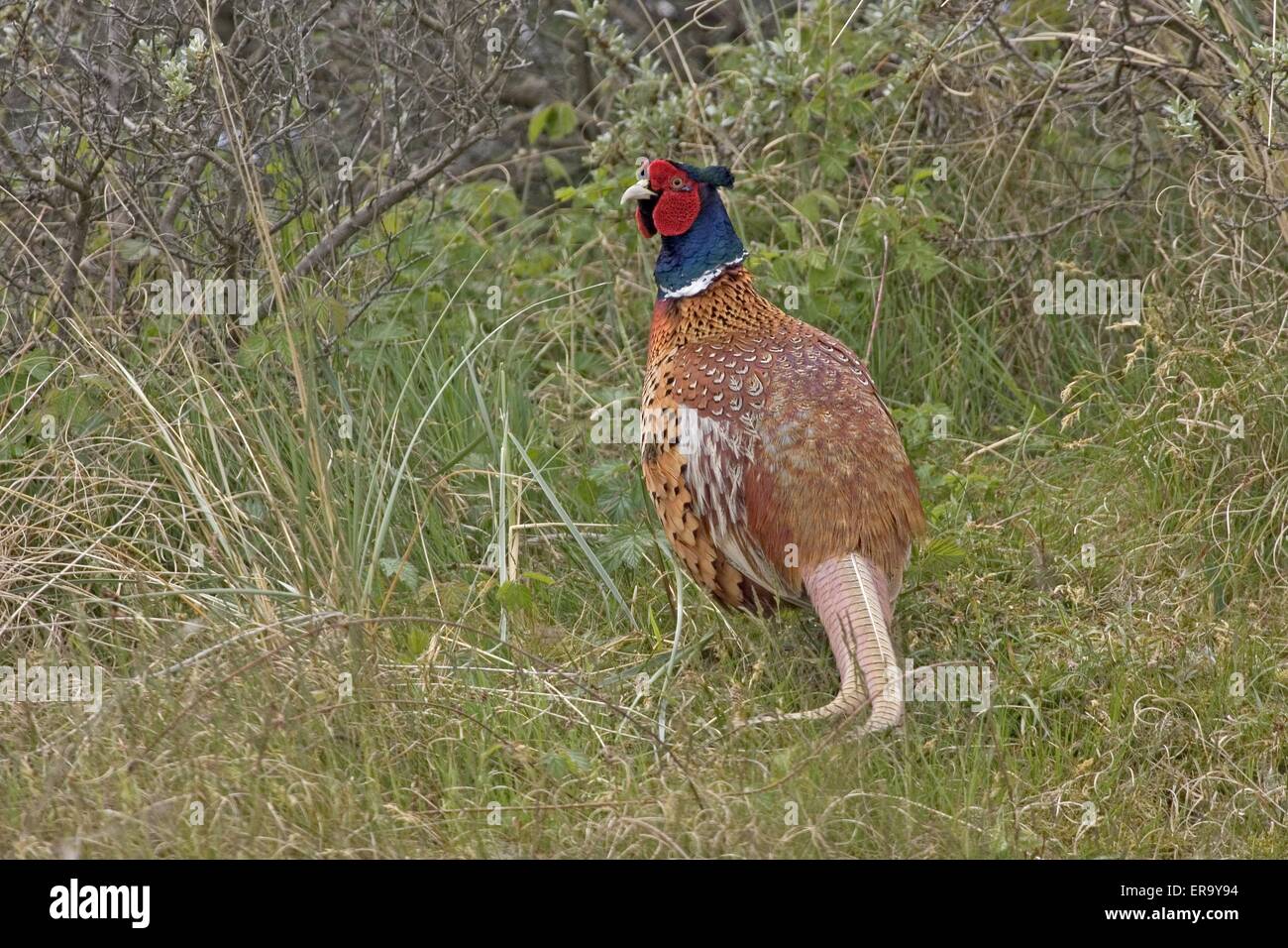 Pheasant rear view hi-res stock photography and images - Alamy