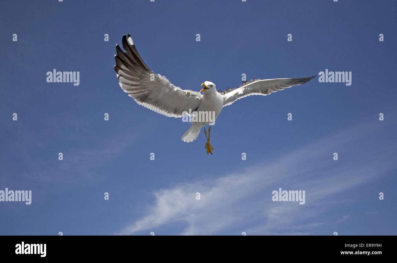 Flying gull hi-res stock photography and images - Alamy