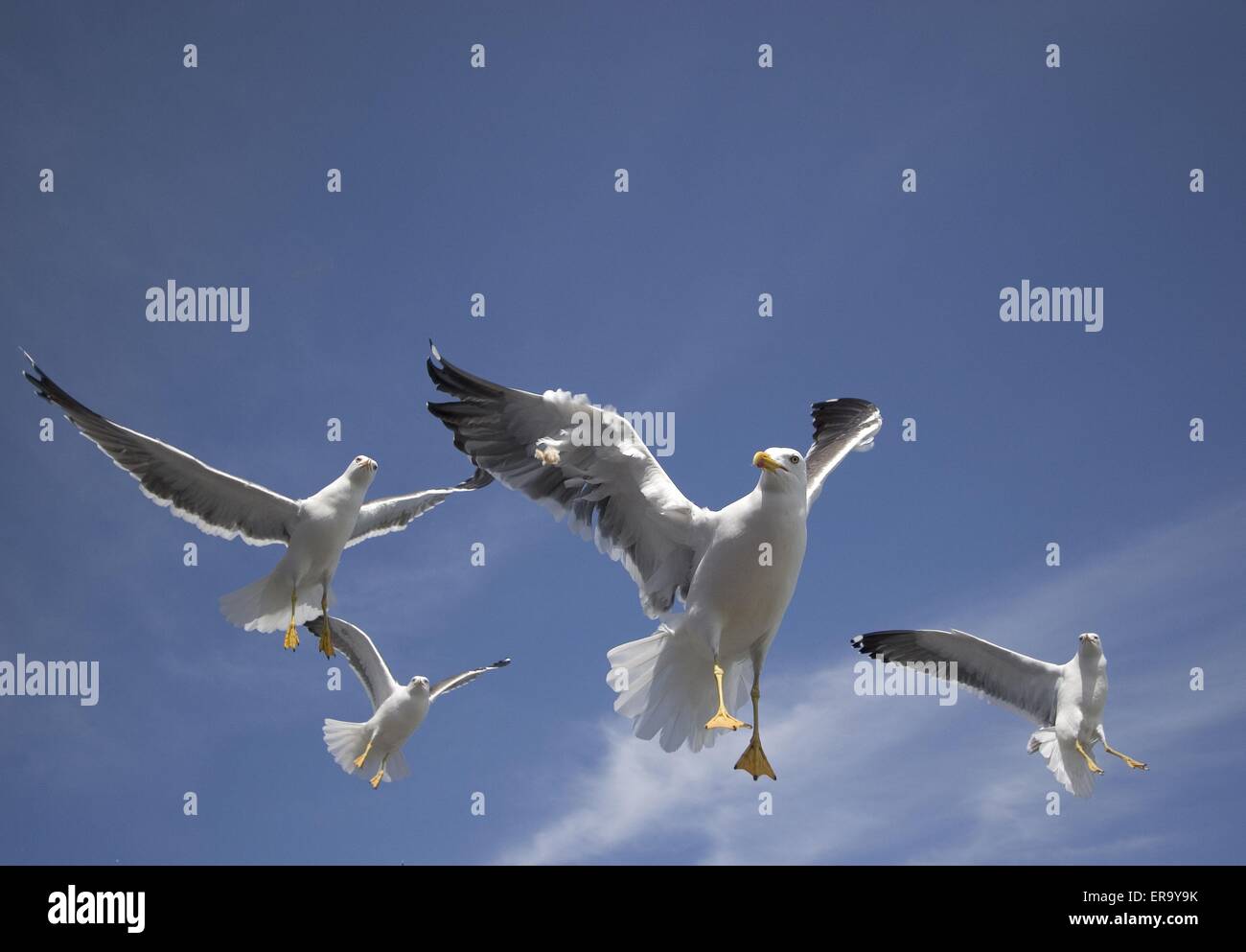 Flying gulls hi-res stock photography and images - Alamy