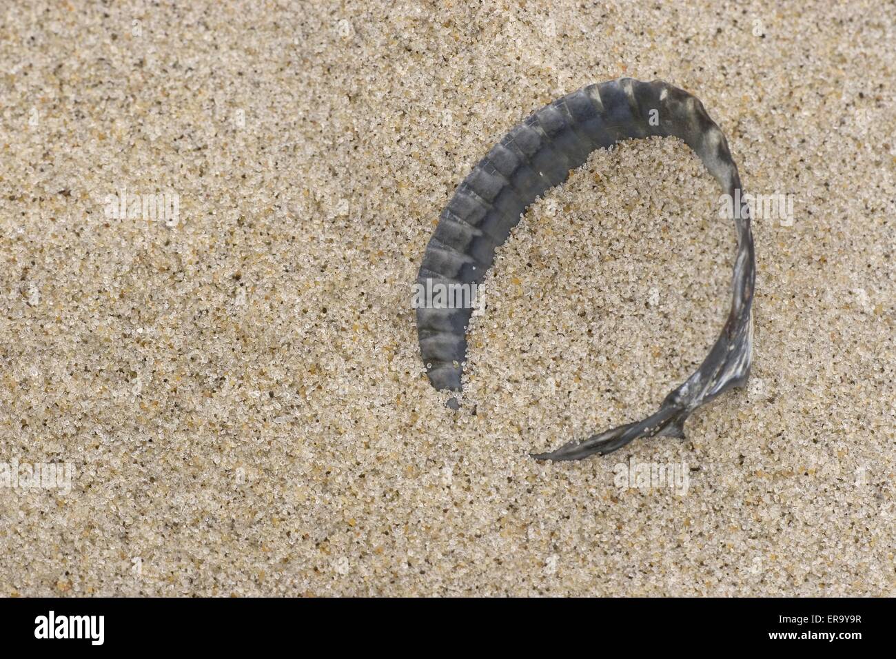 shell in sand Stock Photo - Alamy