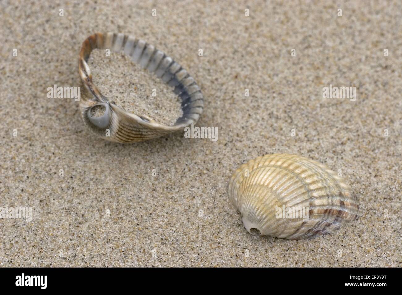 Mussel shell in sand hi-res stock photography and images - Alamy