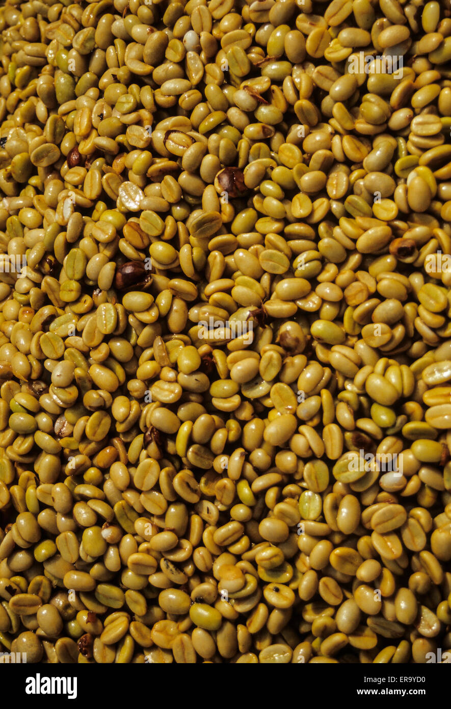 Honduras, San Luis Planes. Hulled Coffee Beans Stock Photo - Alamy
